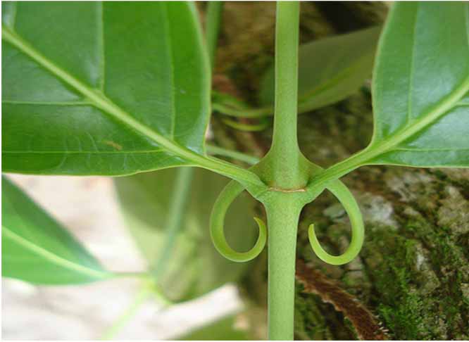 Cat’s claw repairs DNA damage caused by chemotherapy