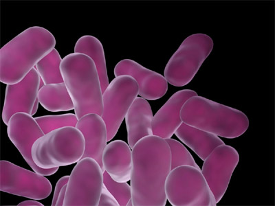 Probiotics improve symptoms of the common cold