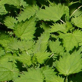 Nettle plant extract protects skin from photo-ageing